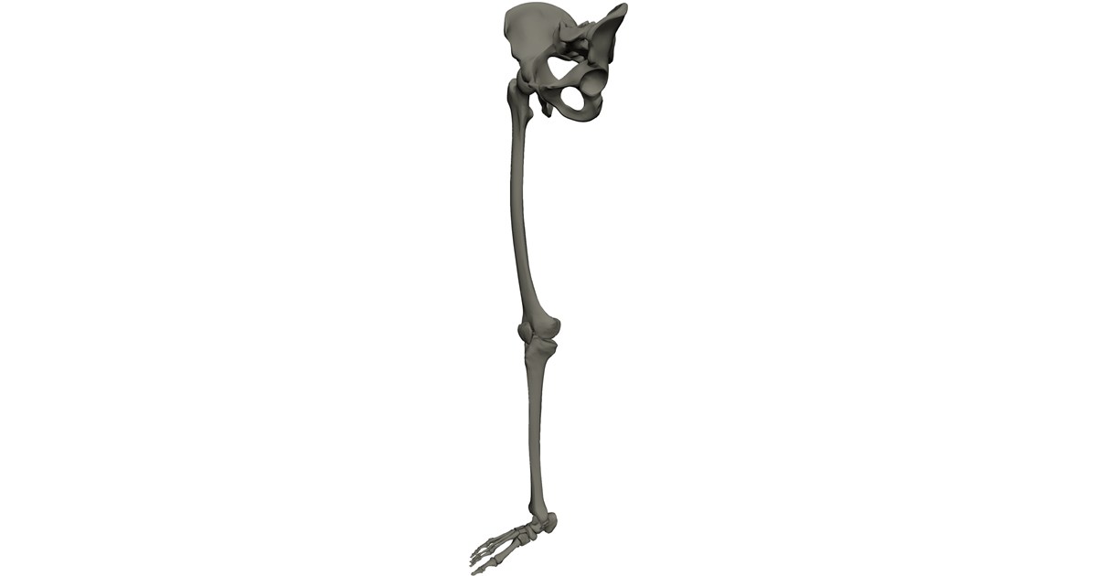 Extremity Lower 3D Model - 3D CAD Browser