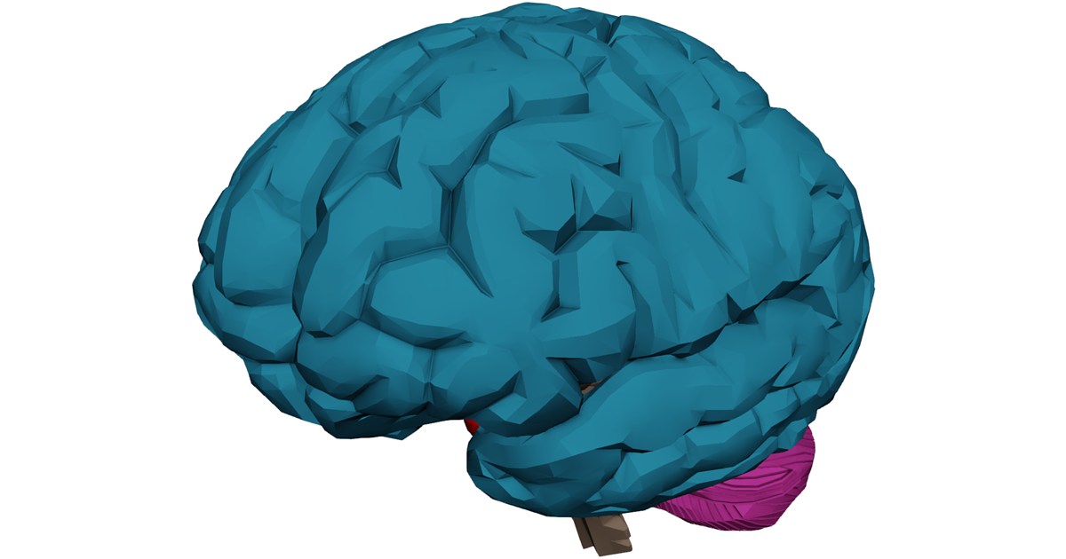 Brain Male 3D Model - 3D CAD Browser