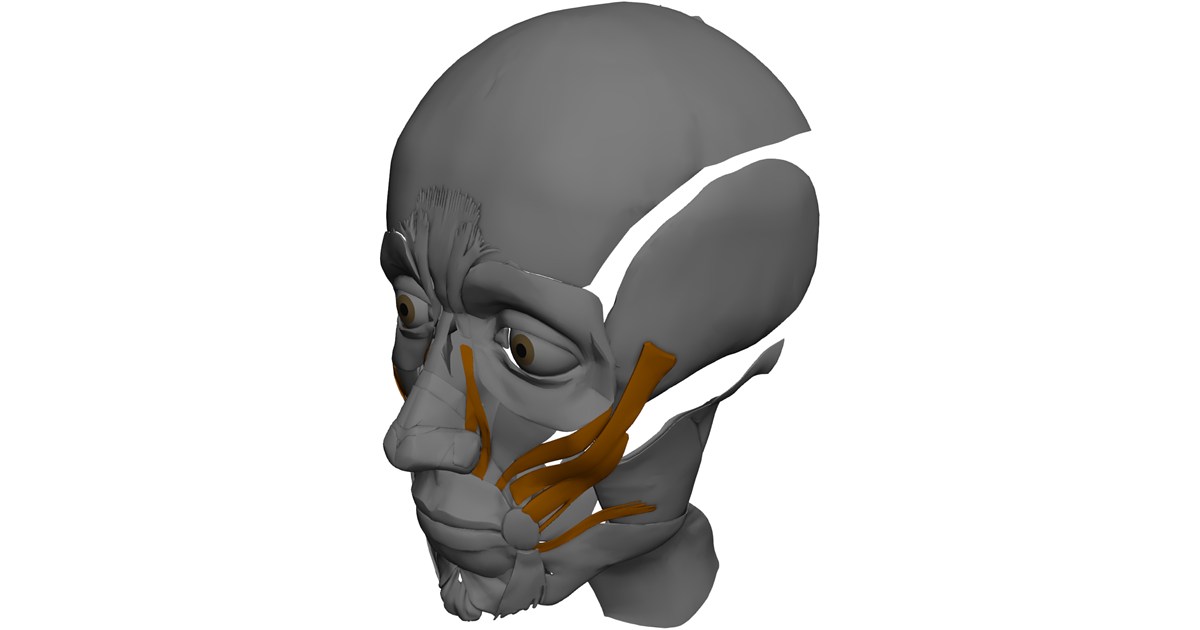 Face Muscles 3D Model - 3D CAD Browser