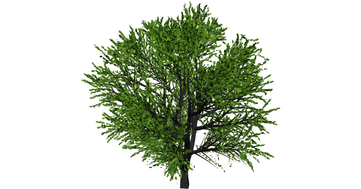 Cherry Tree 3D Model - 3D CAD Browser