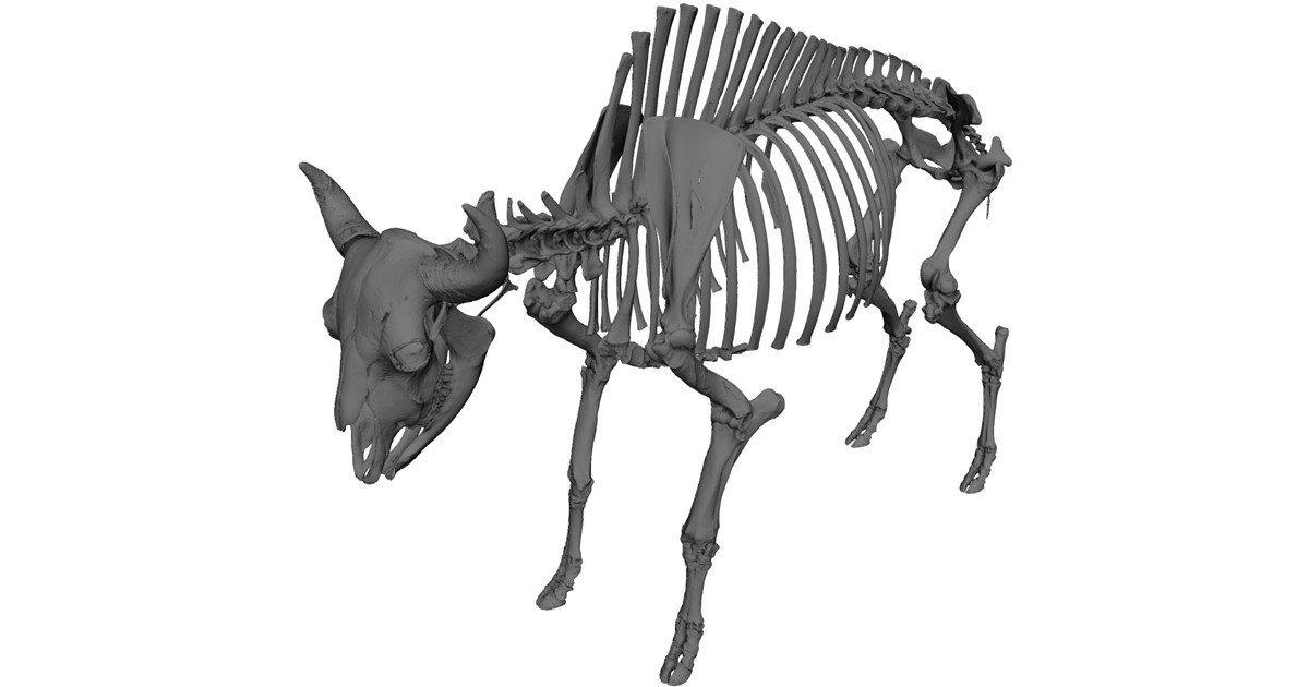Bull Skeleton 3D Model - 3D CAD Browser