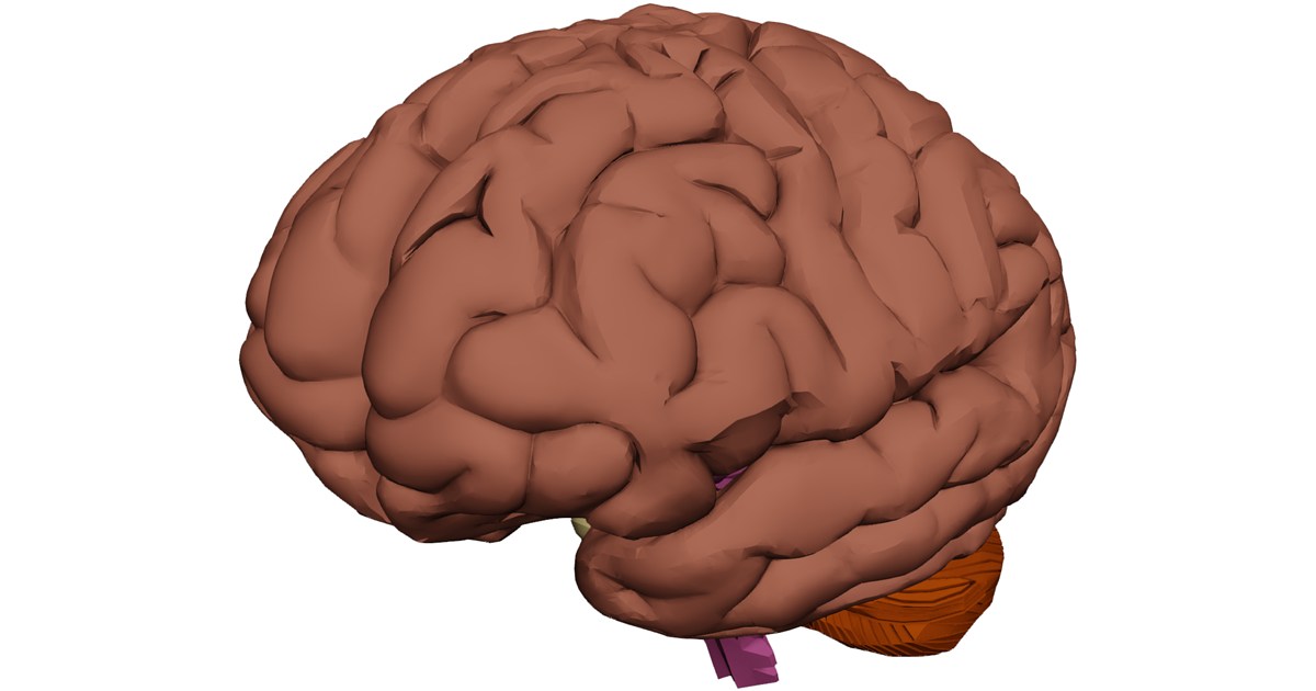 Brain 3D Model - 3D CAD Browser