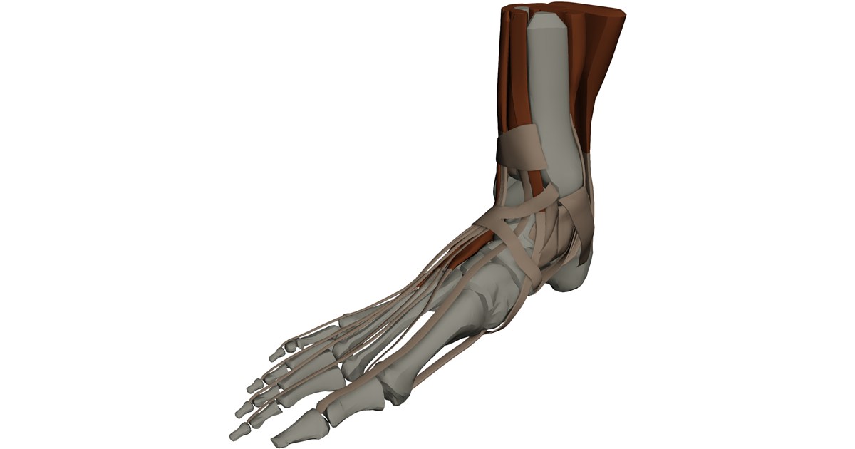 Ankle 3D Model - 3D CAD Browser