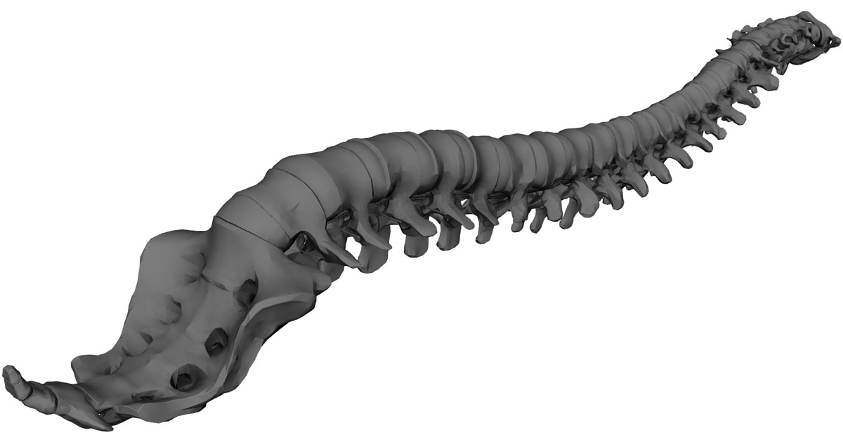 Vertebral Column and Spinal Cord 3D Model - 3D CAD Browser