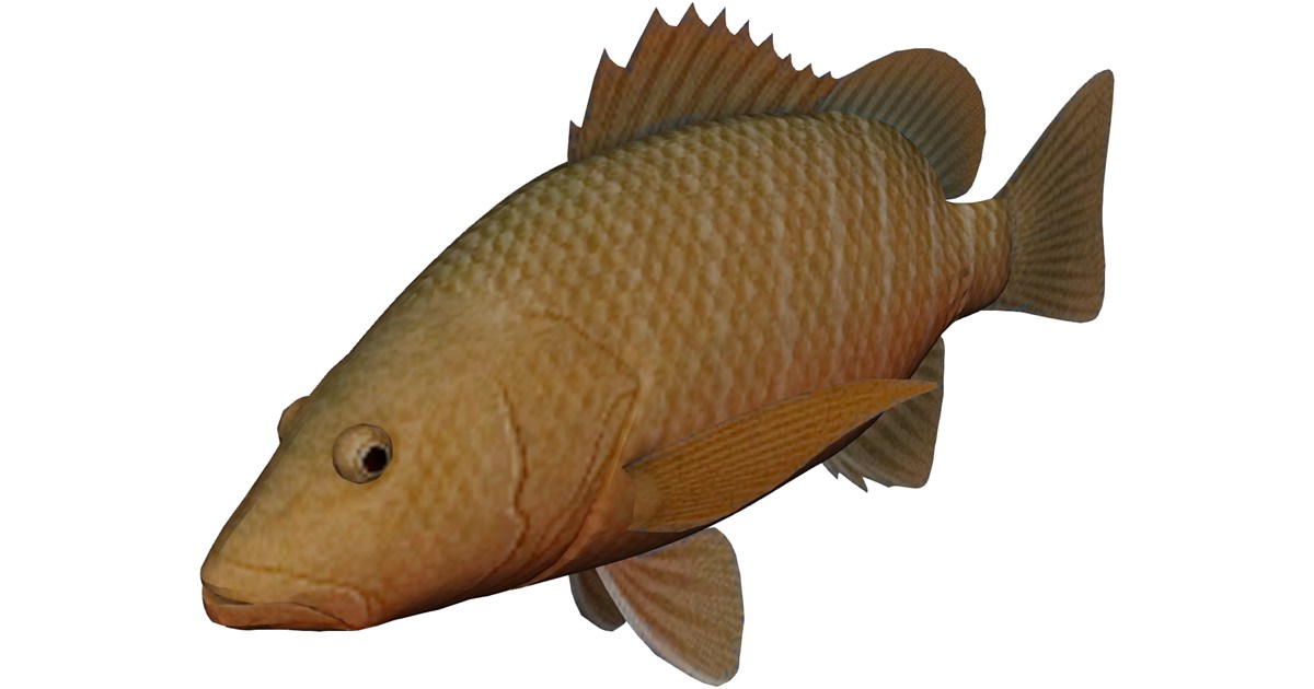Mangrove Red Snapper 3D Model - 3D CAD Browser