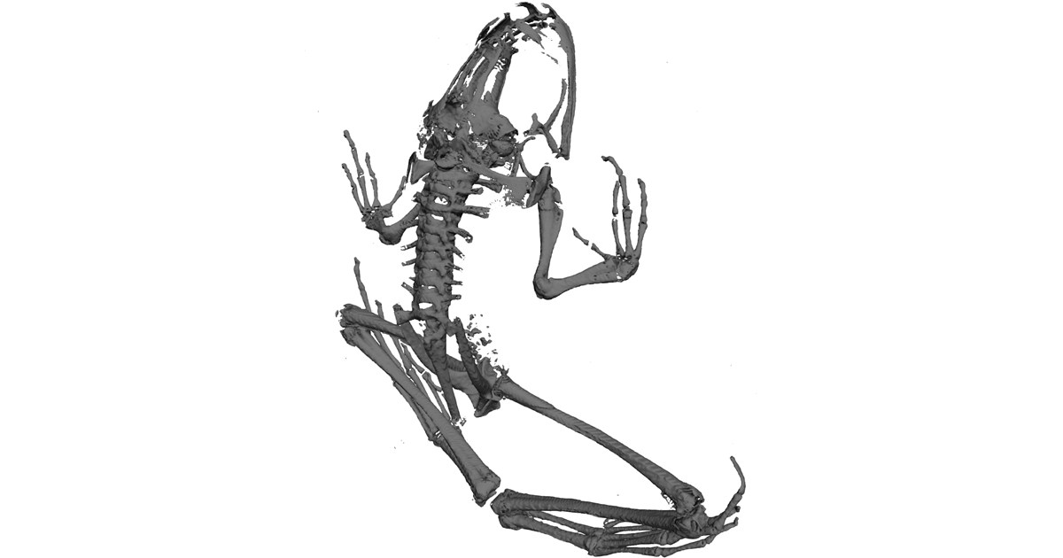 Frog Skeleton 3D Model - 3D CAD Browser