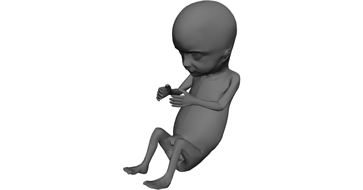 Fetus 12-Week 3D Model - 3D CAD Browser