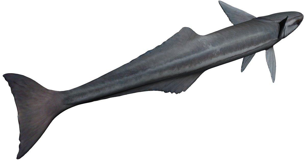 Remora 3D Model - 3D CAD Browser