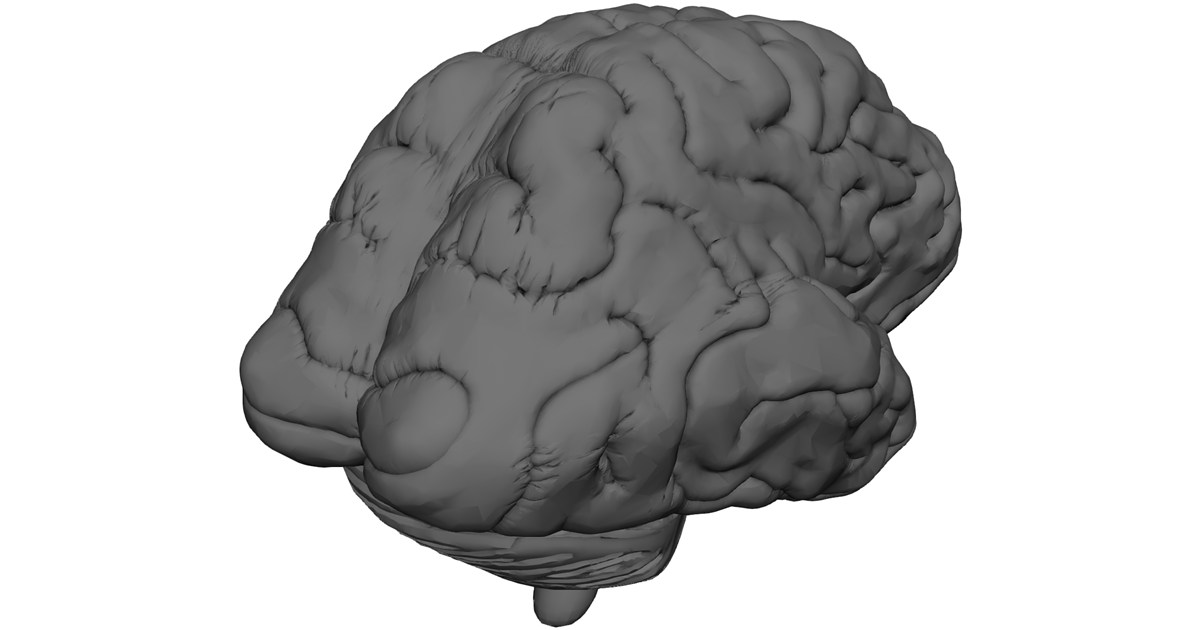 Brain 3D Model - 3D CAD Browser