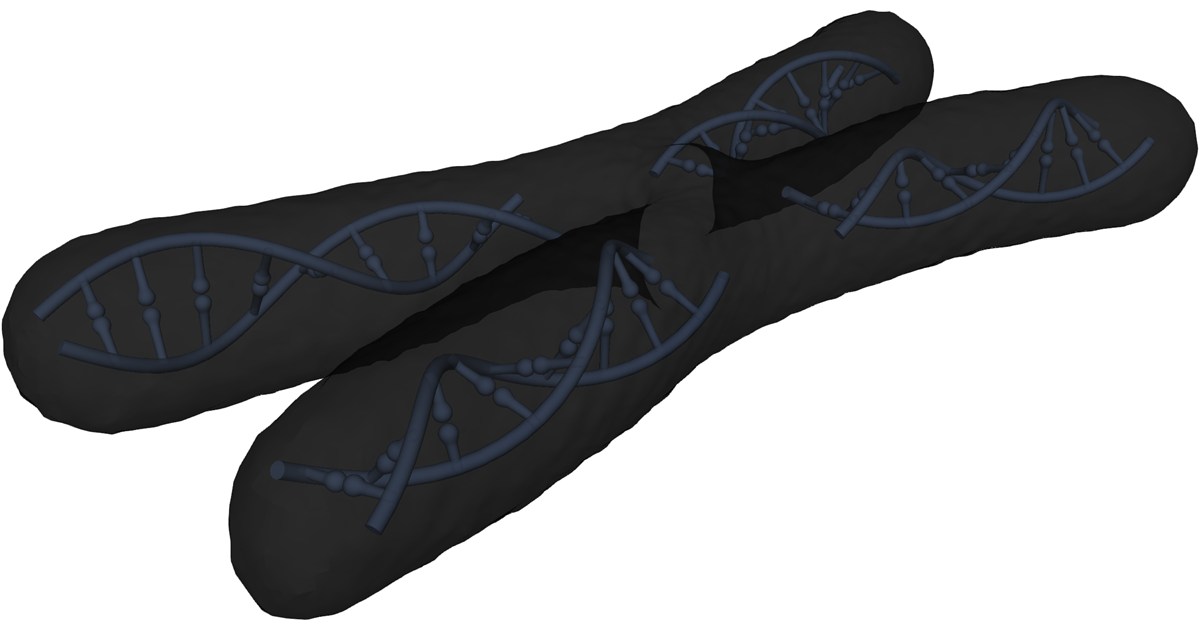 Human Chromosome 3D Model - 3D CAD Browser
