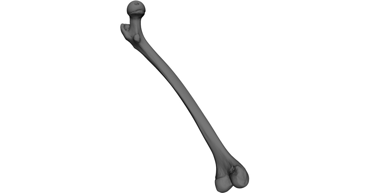 Femur Bone CAD Model - 3D CAD Browser
