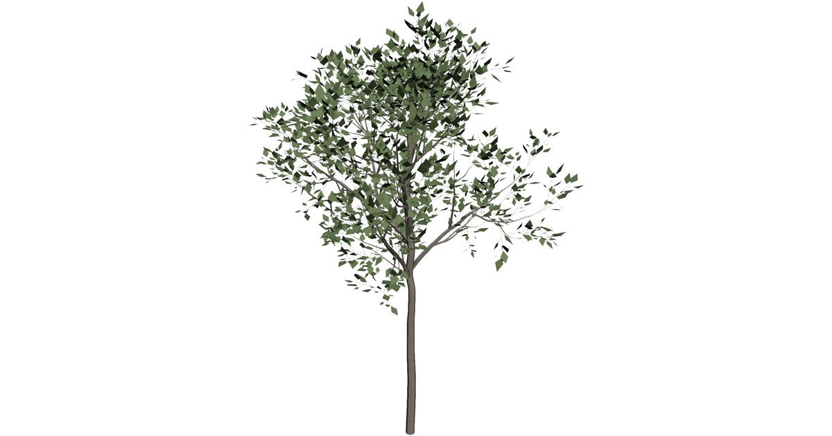 Magnolia Tree 3D Model - 3D CAD Browser
