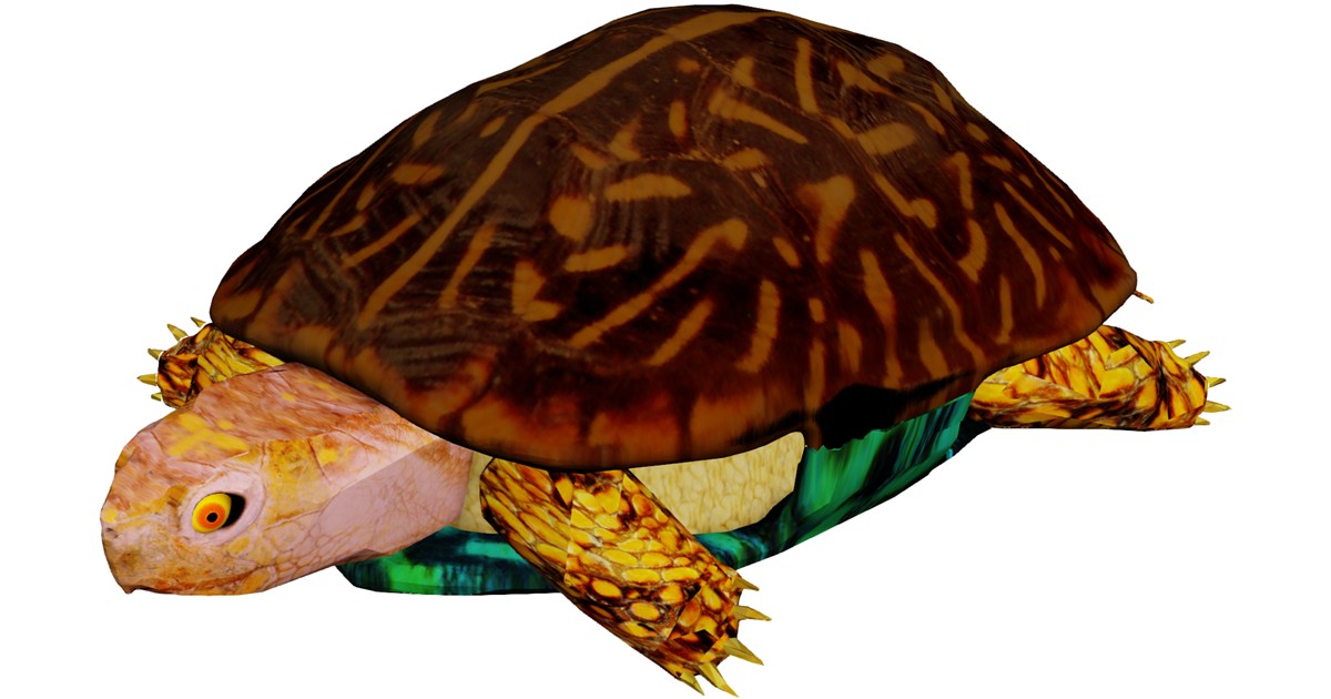 Turtle 3D Model - 3D CAD Browser