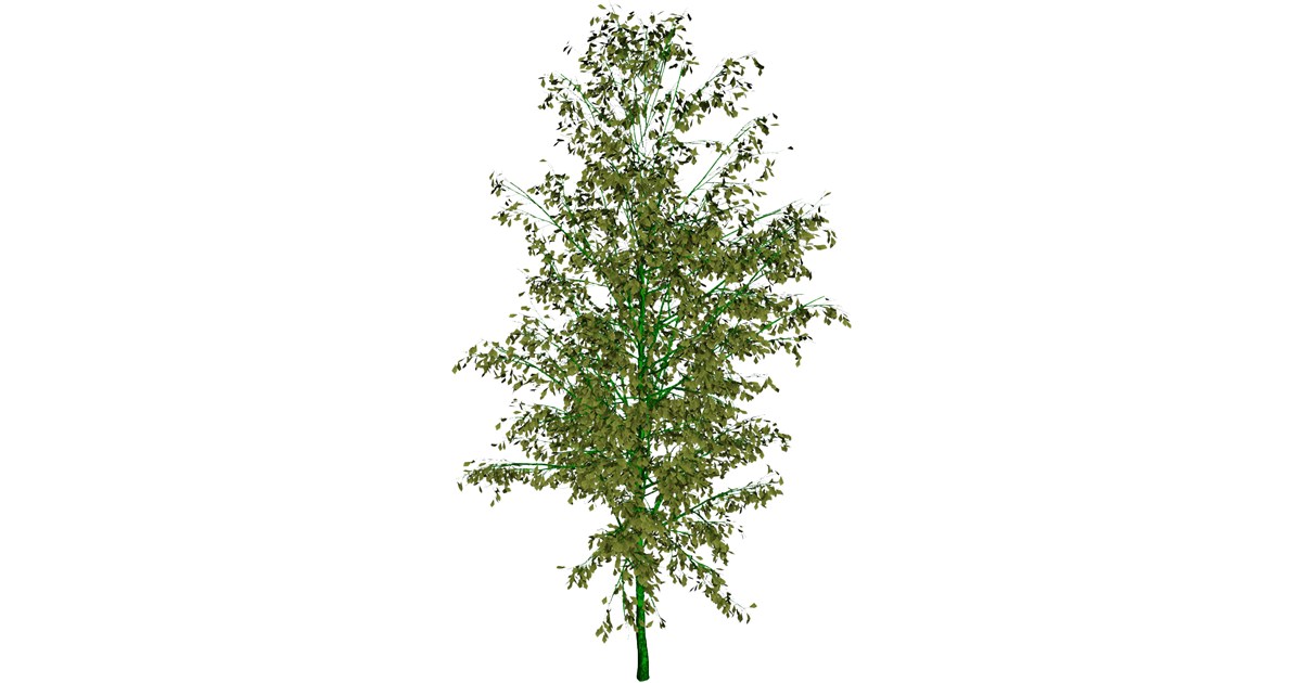 Birch Tree 3D Model - 3D CAD Browser