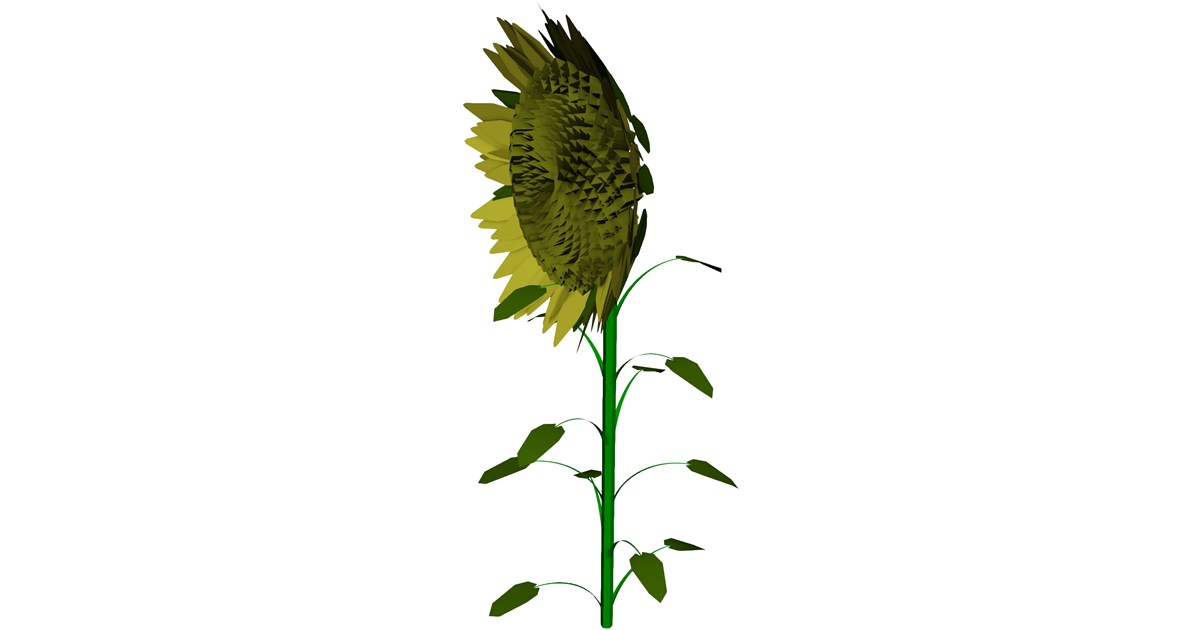 Sunflower 3D Model - 3D CAD Browser